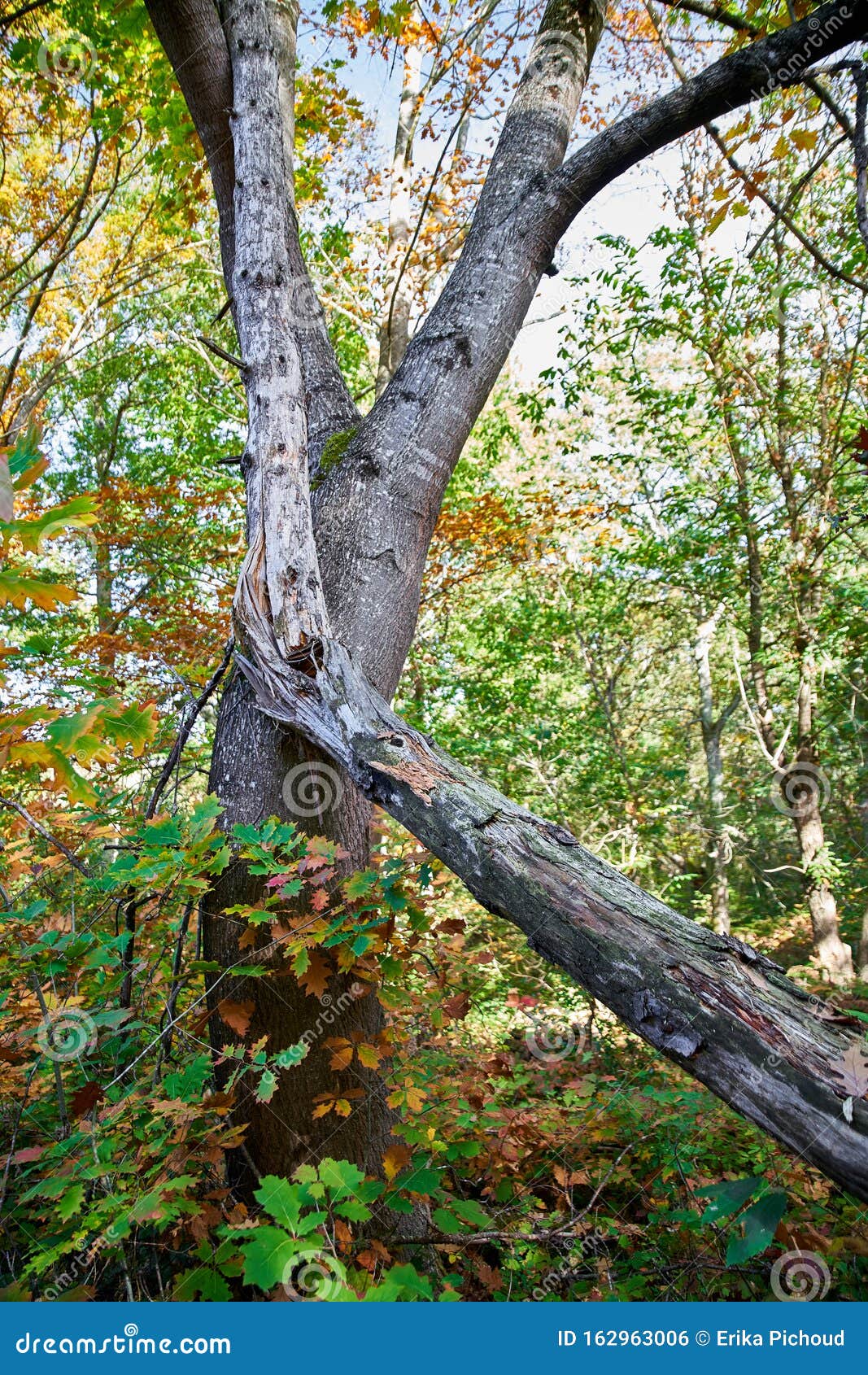 Broken Tree, Slumped Against Another, in the Woods Stock Photo - Image ...