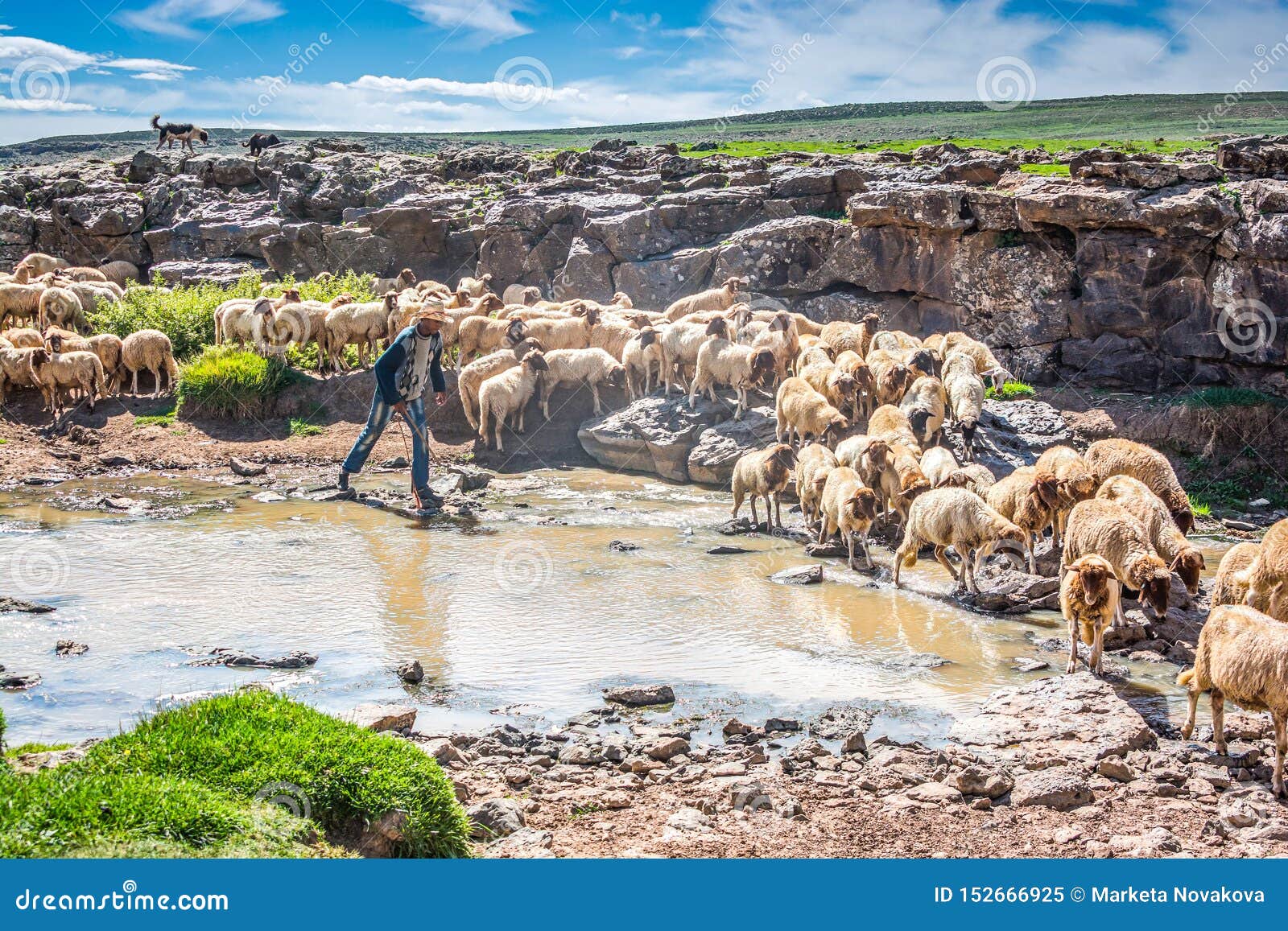 Midelt, Morocco - October 04, 2013. Sheep Shepherd Hunting Sheep in ...