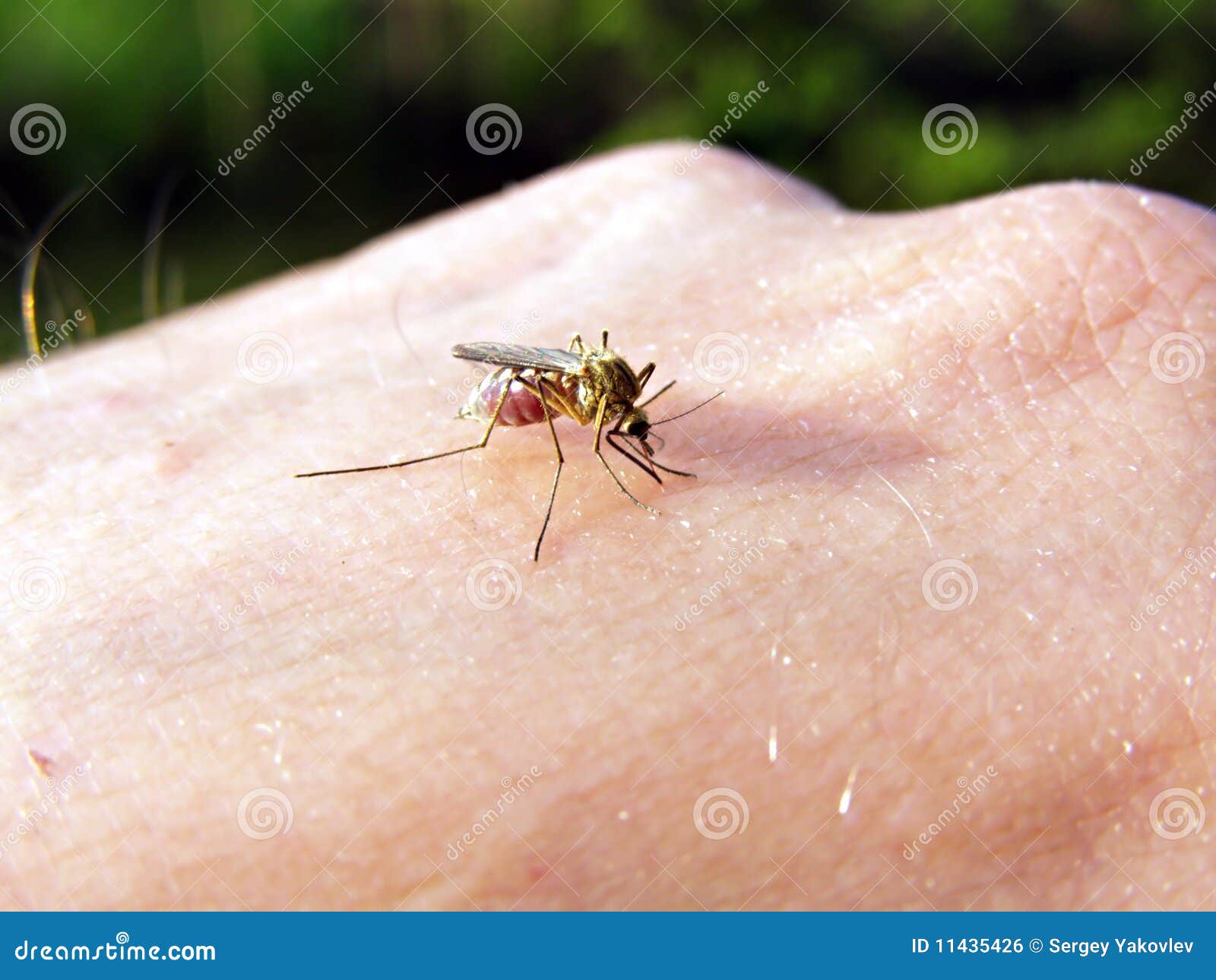 Midge stock photo. Image of macro, nature, insect, blood - 11435426