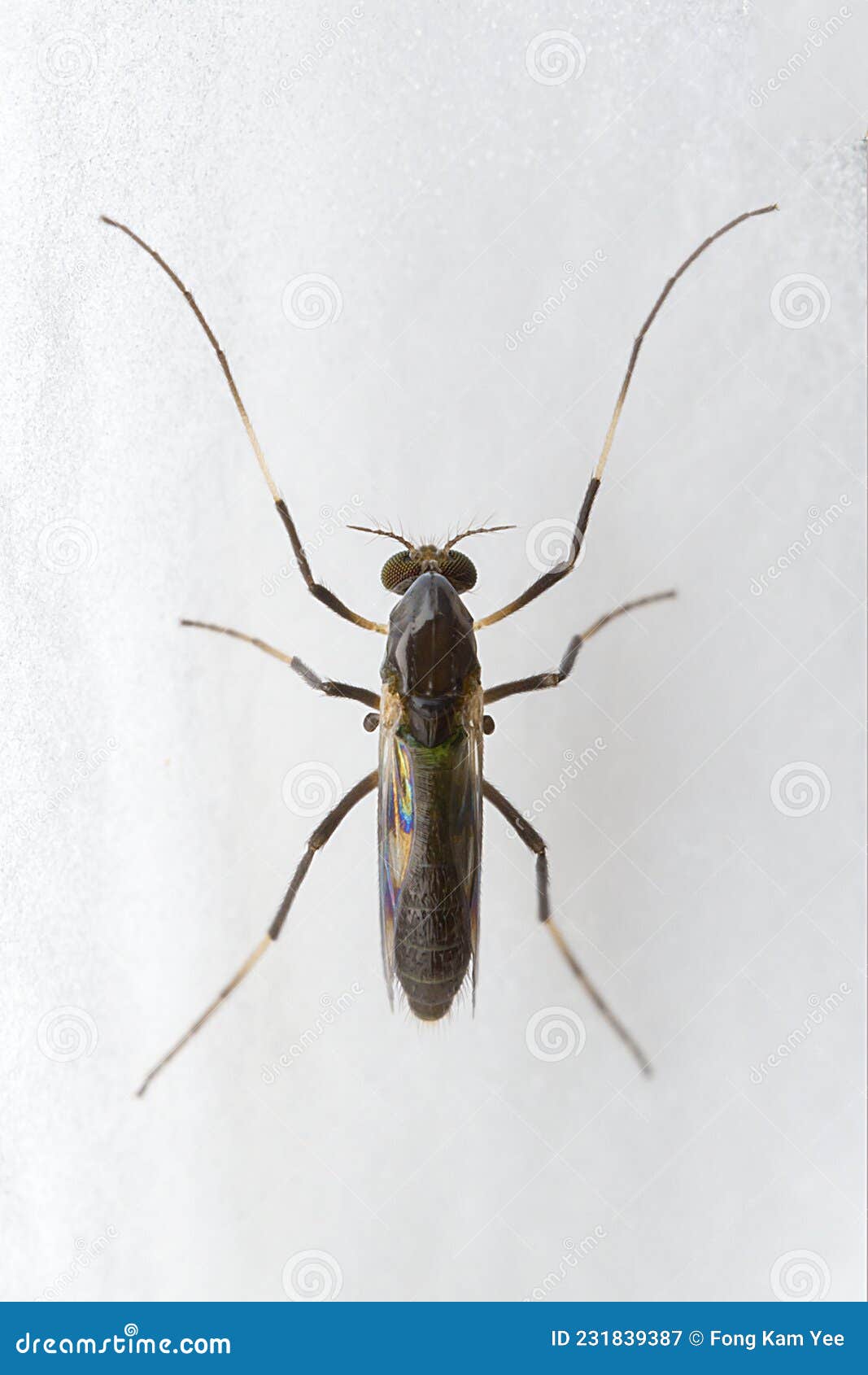 Midges face off stock image. Image of face, nature, midges - 231839387