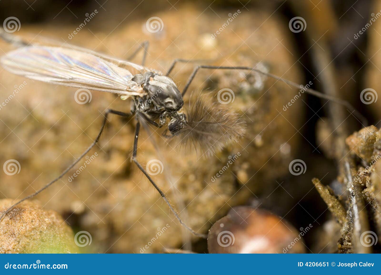 Midge with feather antenna stock image. Image of macro - 4206651