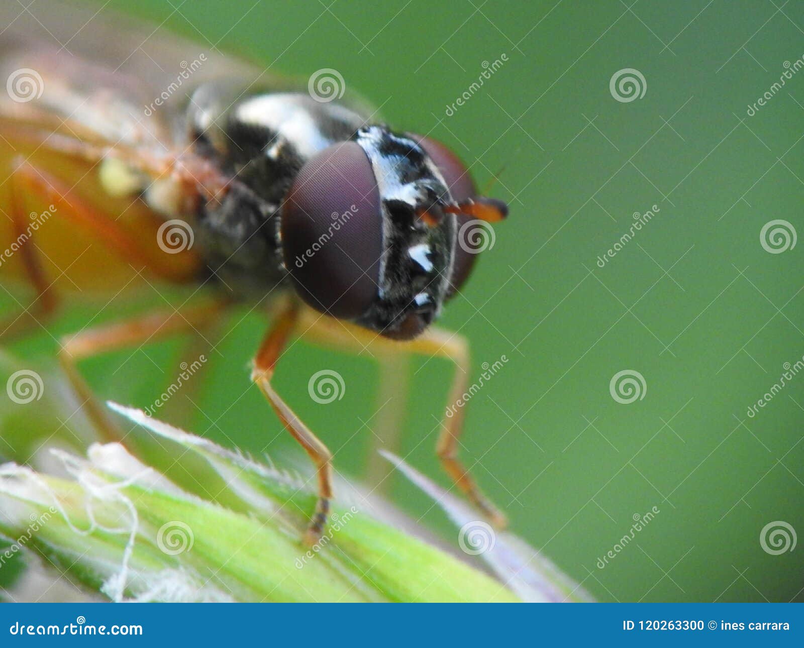 Portrait fruit fly stock photo. Image of midge, fruit - 120263300