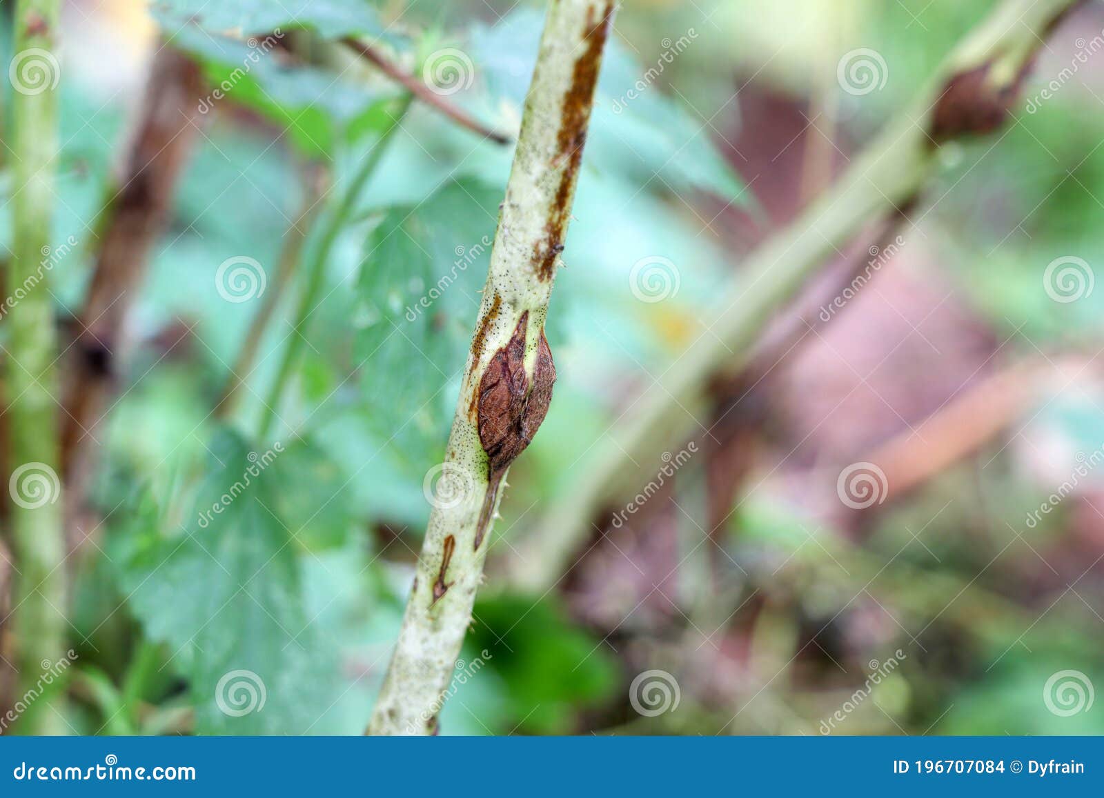 Midge on a Raspberry Branch. Damaged Raspberry Stick. Raspberry ...