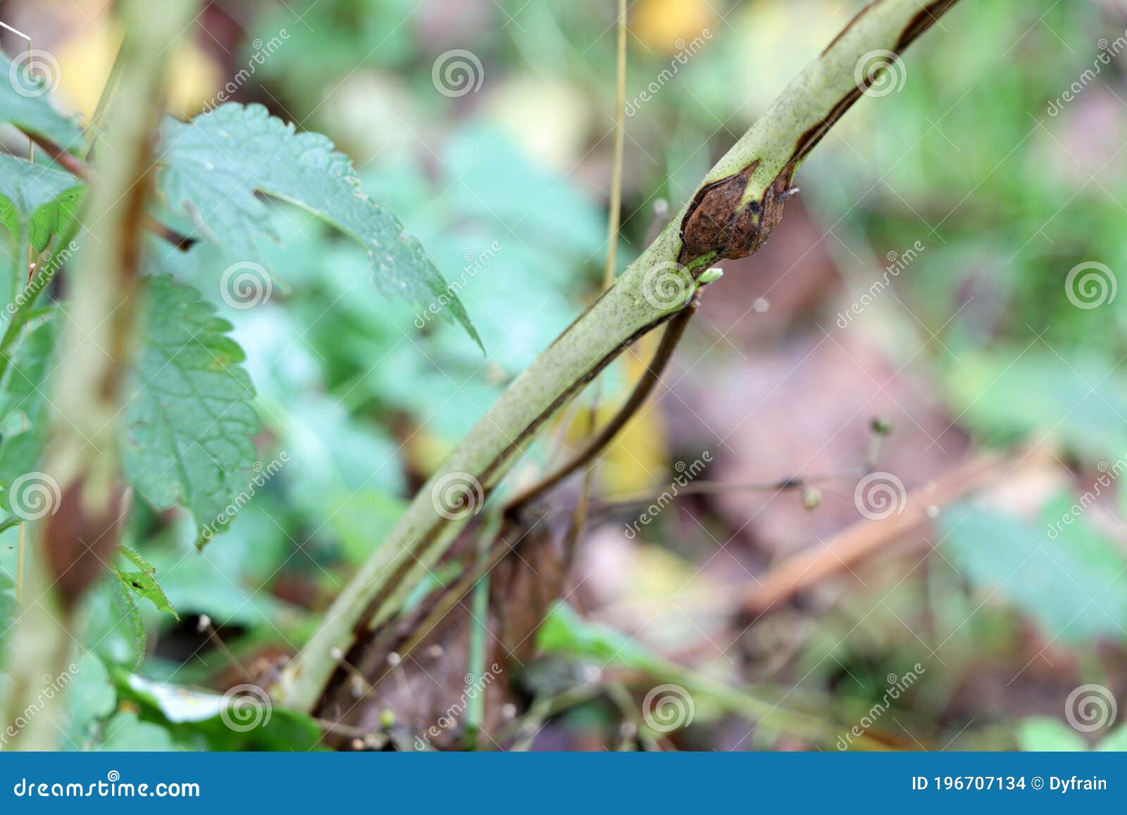 Midge on a Raspberry Branch. Damaged Raspberry Stick. Raspberry ...