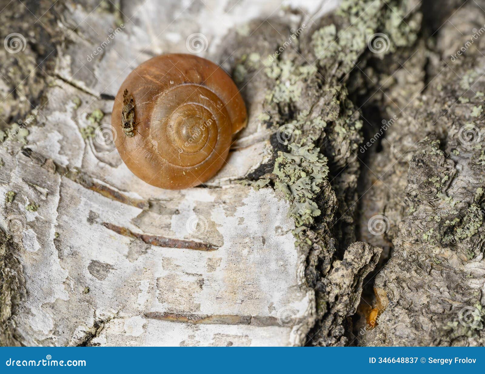 Bark Of A Birch Tree Royalty-Free Stock Image | CartoonDealer.com ...