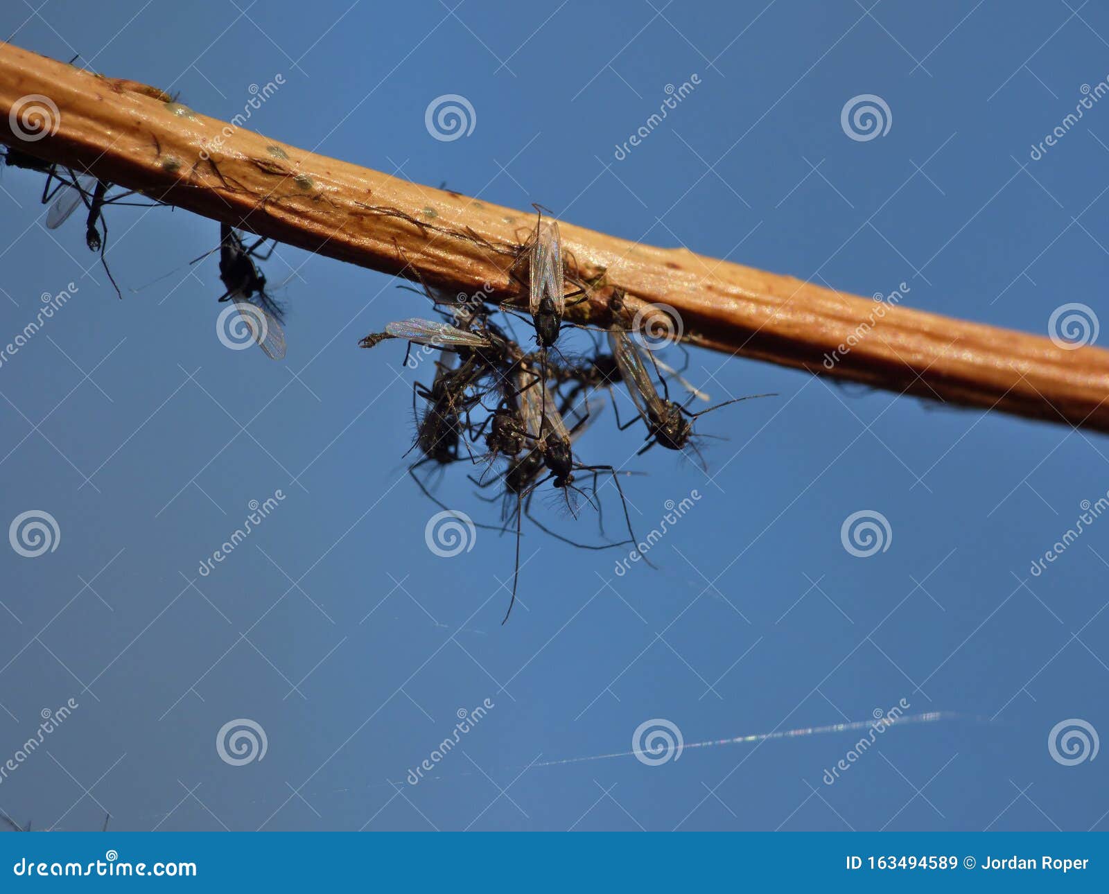 Midge on Spiders Web imagem de stock. Imagem de ecologia - 163494589