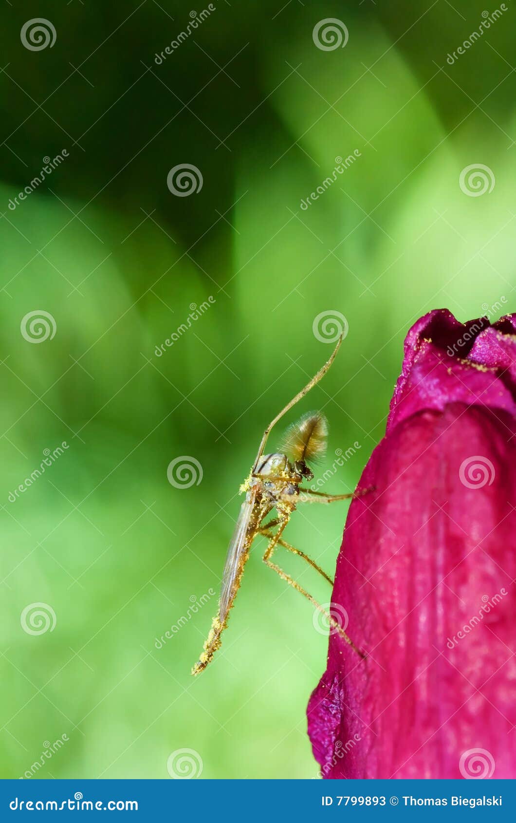 Midge on tulip flower stock image. Image of pollinator - 7799893