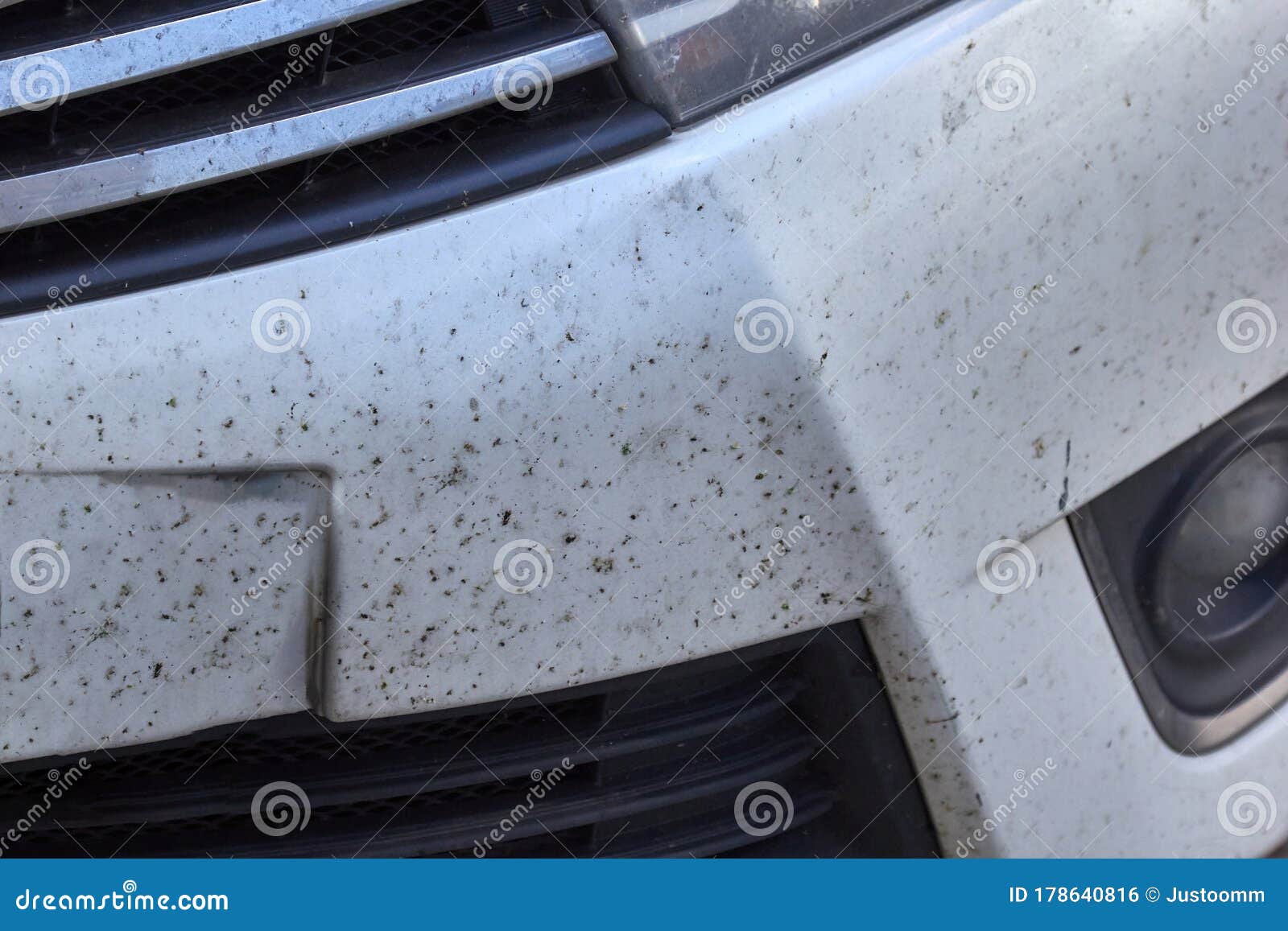 Midges Insects on the Bumper and Hood of the Car Stock Photo - Image of ...
