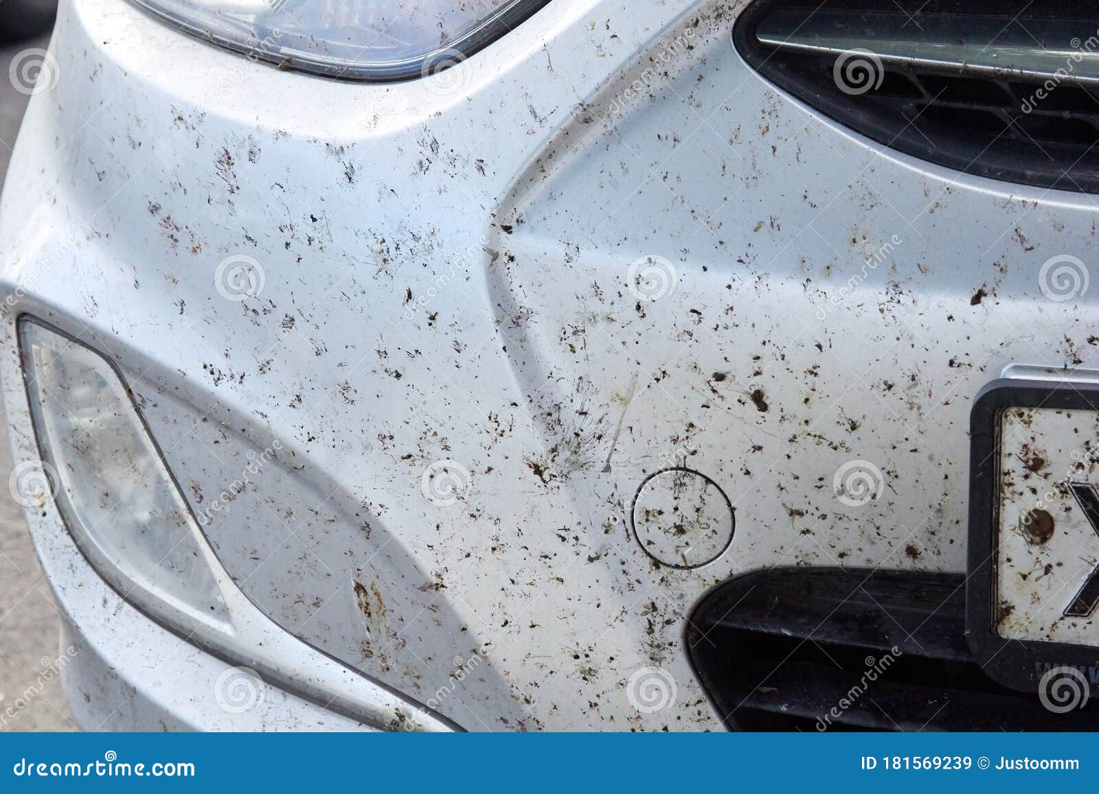Midges Insects on the Bumper and Hood of the Car Stock Image - Image of ...