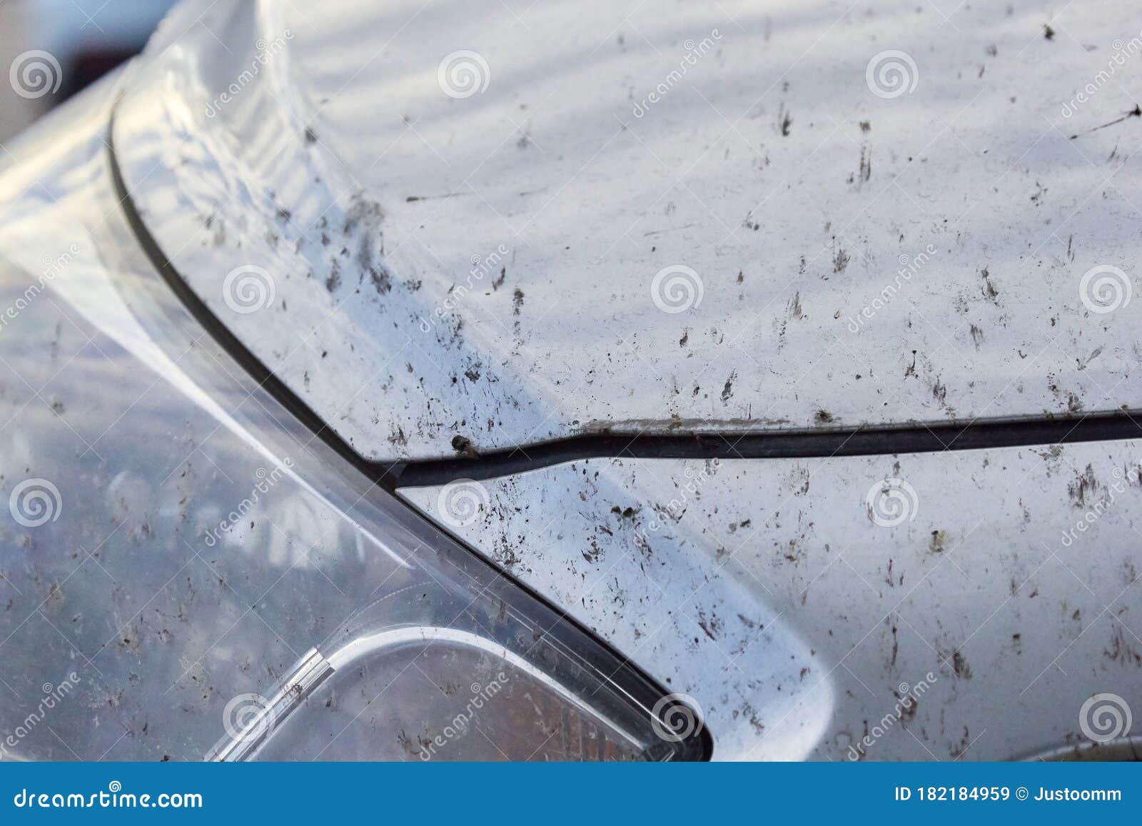 Midges Insects On The Bumper And Hood Of The Car Stock Photo ...