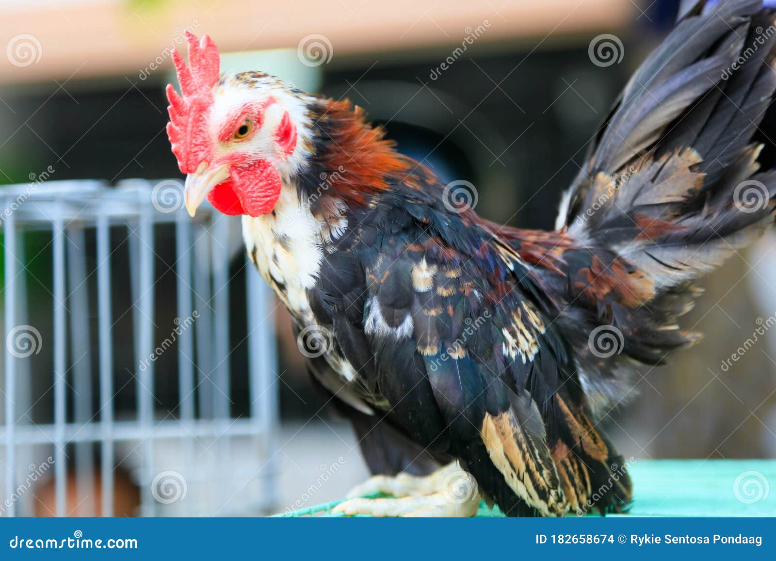 A midget chicken stock photo. Image of waterbird, wing - 182658674