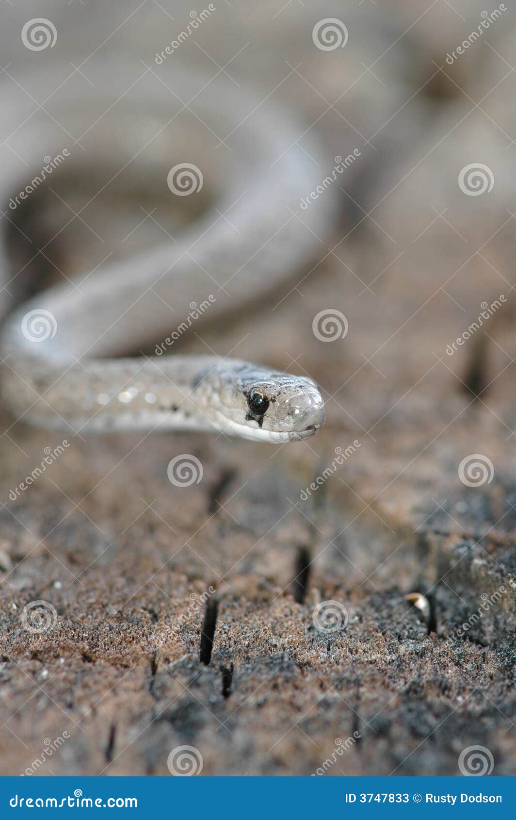 Midland Brown Snake stock image. Image of angle, wilderness - 3747833