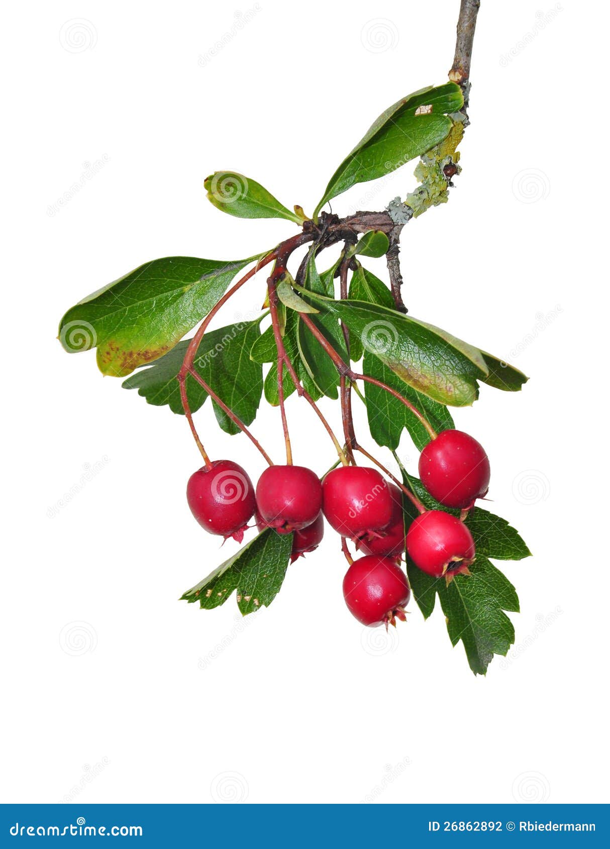 Midland Hawthorn (Crataegus Laevigata) Stock Photo - Image of white ...