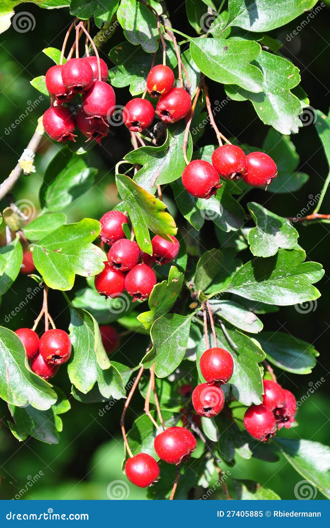Midland Hawthorn (Crataegus Laevigata) Stock Image - Image of hawthorn ...