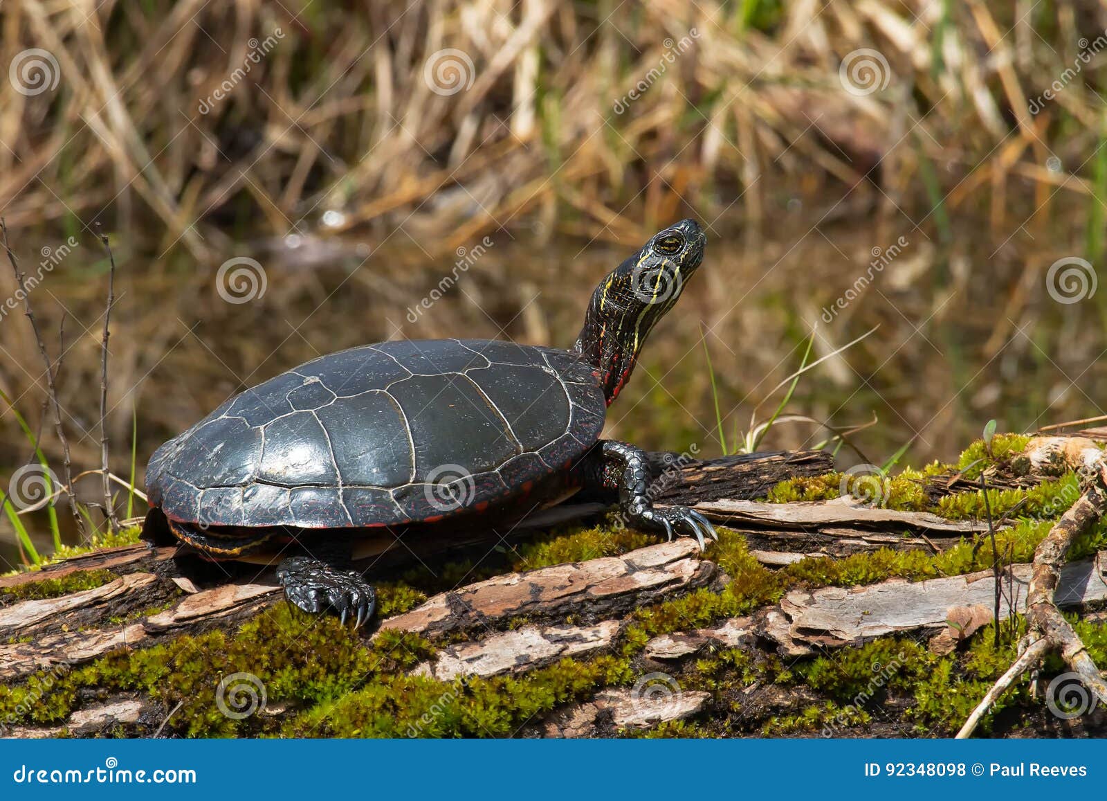 Midland Painted Turtle - Chrysemys Picta Marginata Stock Photo - Image ...