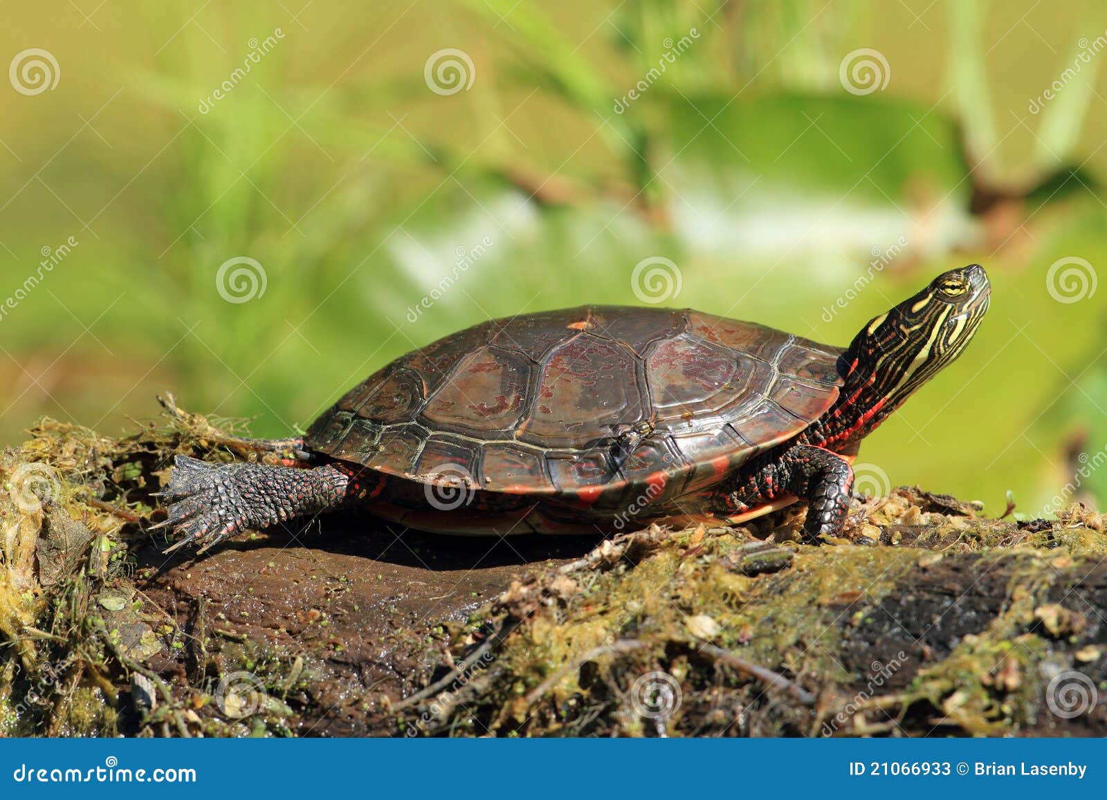 Basking Sea Turtle Stock Image | CartoonDealer.com #3609883