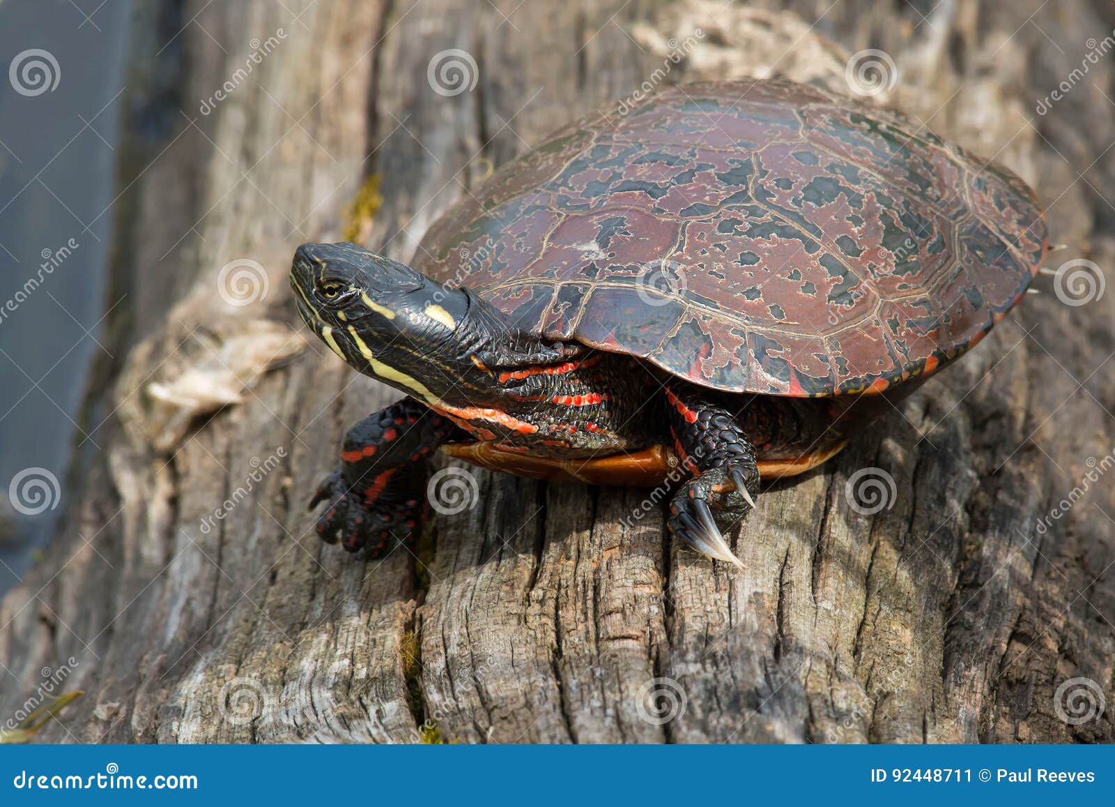 Midland Painted Turtle - Chrysemys Picta Marginata Stock Image - Image ...