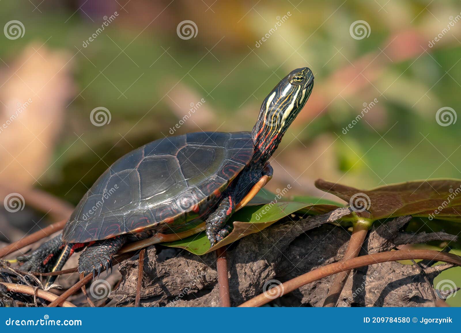 Midland Painted Turtle - Chrysemys Picta Marginata Royalty-Free Stock ...