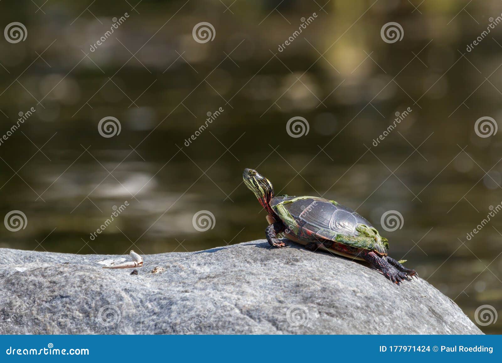 Midland Painted Turtle Basking on a Large Rock Covered in Vegetation ...