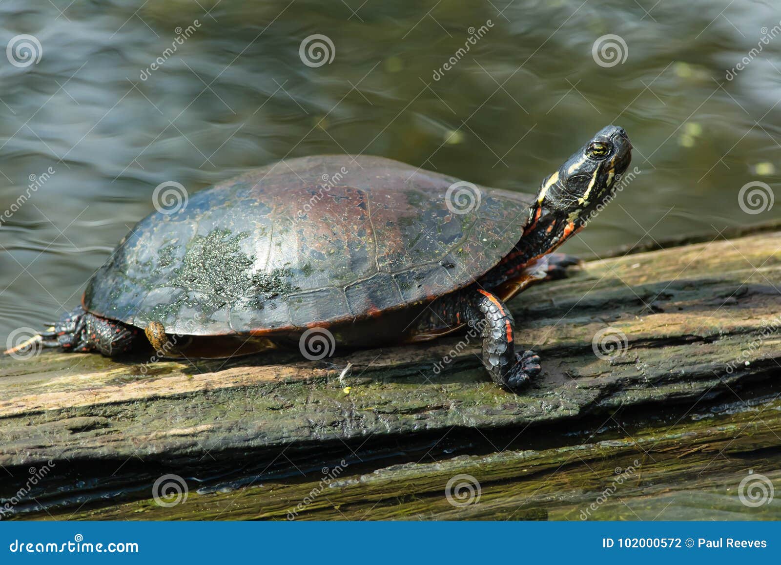 Midland Painted Turtle - Chrysemys Picta Marginata Stock Photo - Image ...