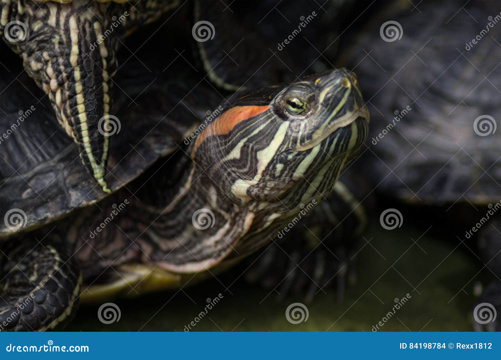 Midland Painted Turtle stock photo. Image of head, chrysemys - 84198784