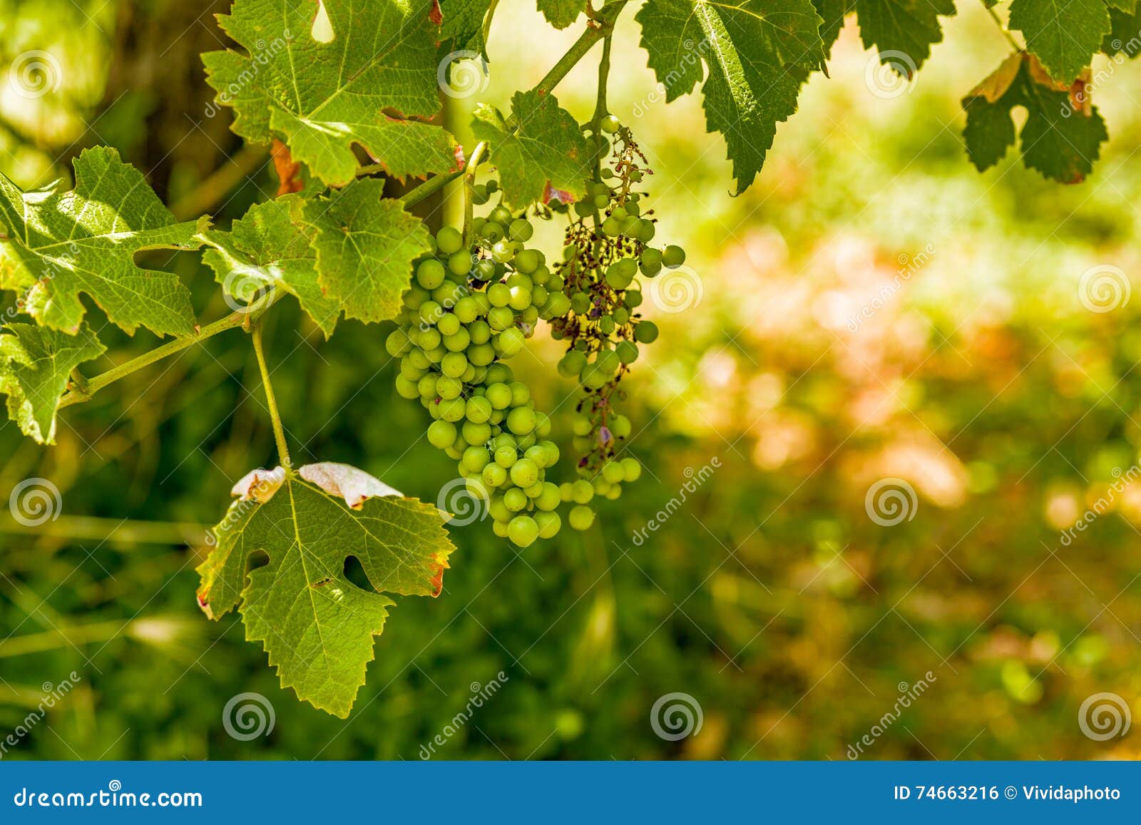 Midlew stock photo. Image of leaf, infected, bumps, white - 74663216
