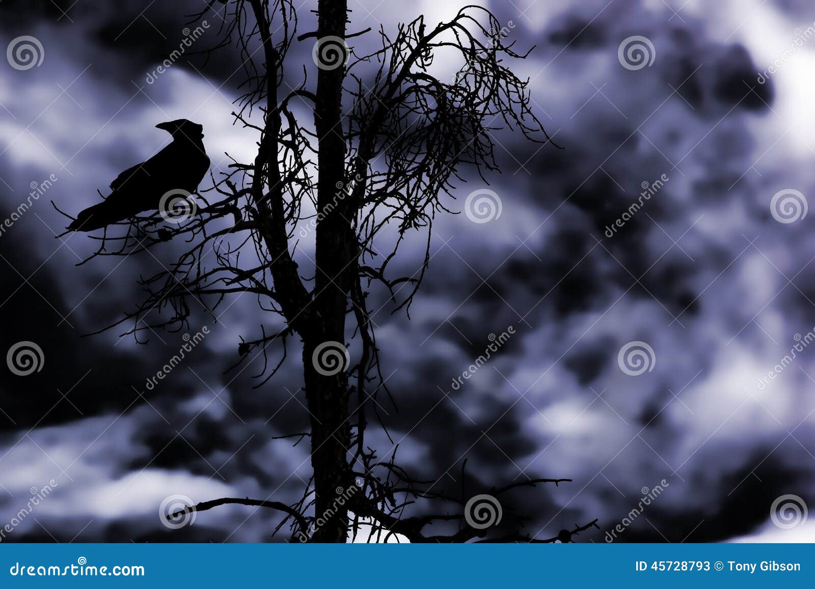 Midnight bird stock image. Image of moon, horror, branch - 45728793