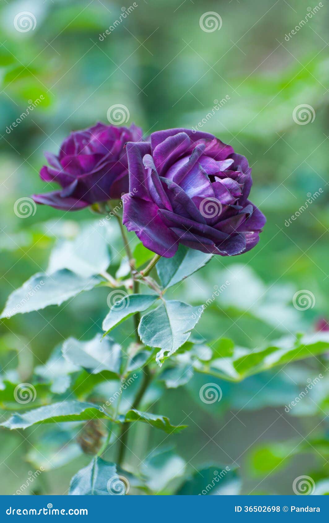 Midnight Blue,purple Rose in a Garden Stock Photo - Image of beauty ...