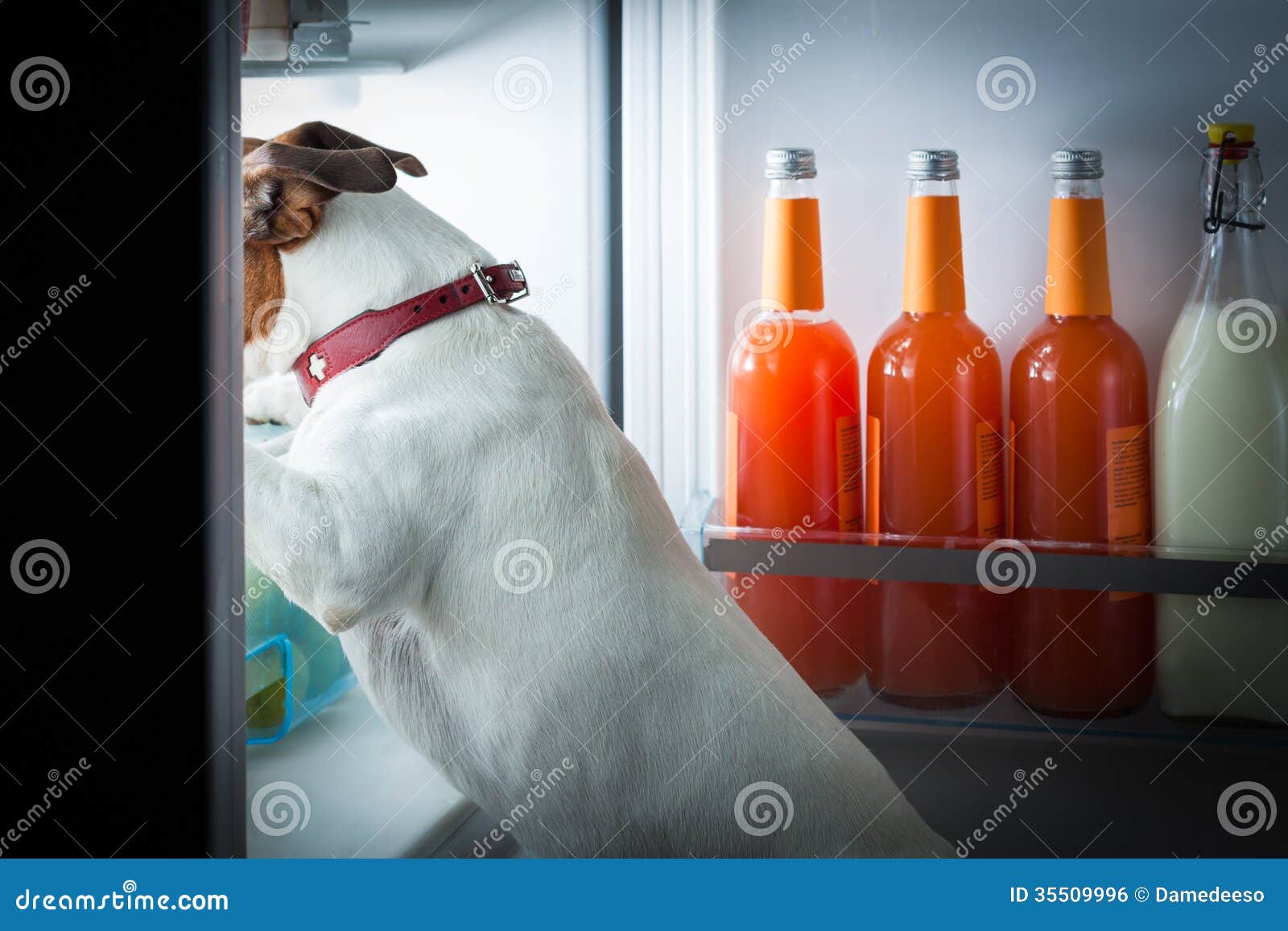 Midnight hungry dog stock photo. Image of russell, healthy - 35509996