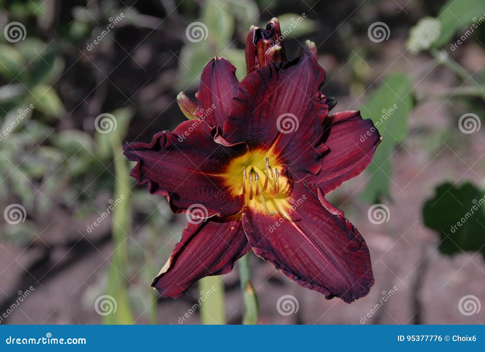 Midnight Magic stock photo. Image of rocalles, fleur - 95377776