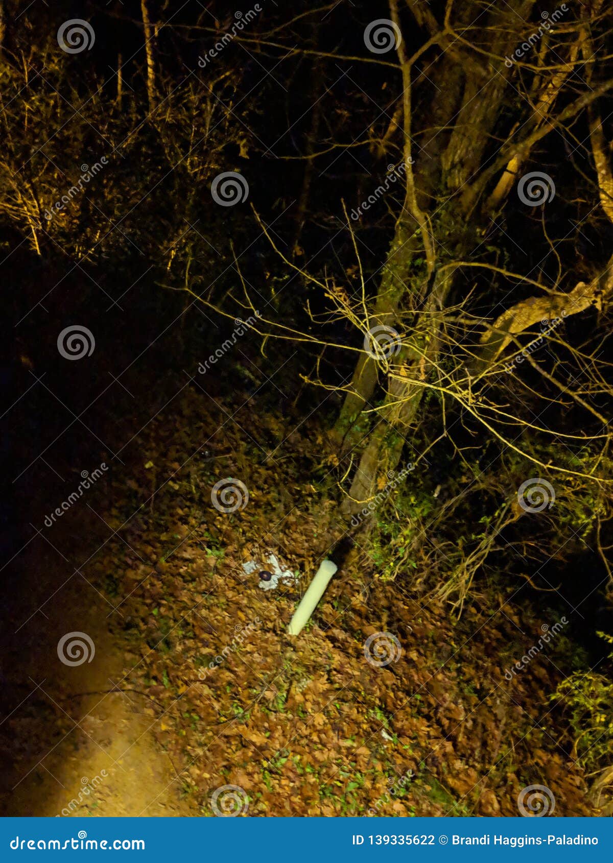 Wooded night stock photo. Image of nite, outside, midnight - 139335622