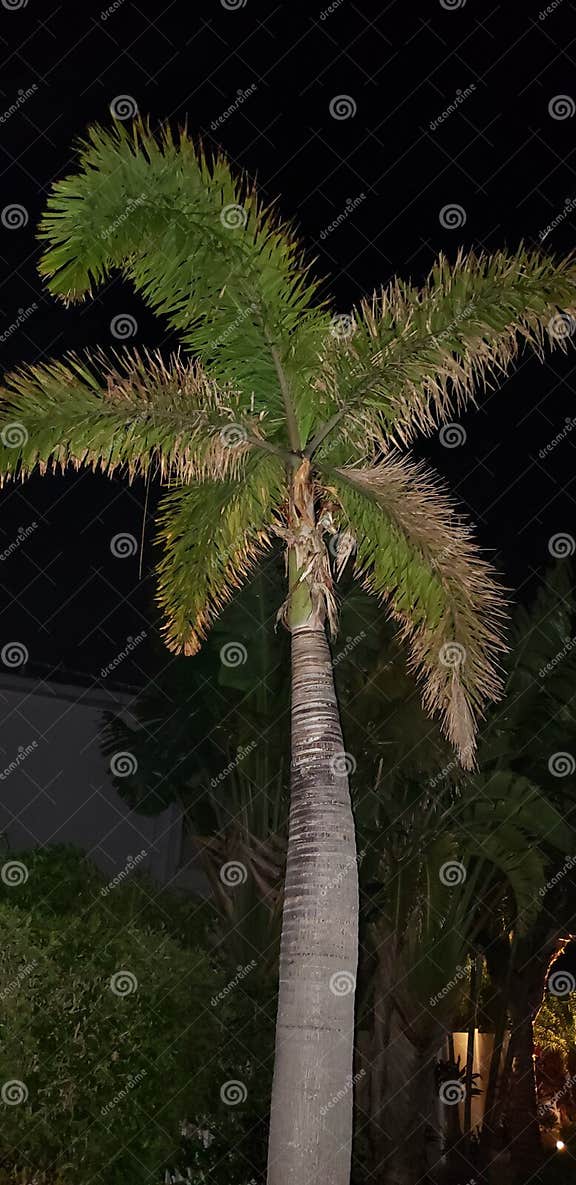 Midnight Palm stock photo. Image of midnight, palm, beautiful - 148104246