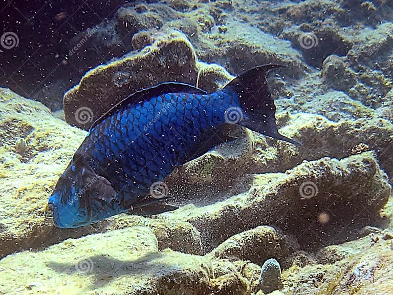 Midnight Parrot Fish stock photo. Image of underwater - 225688554