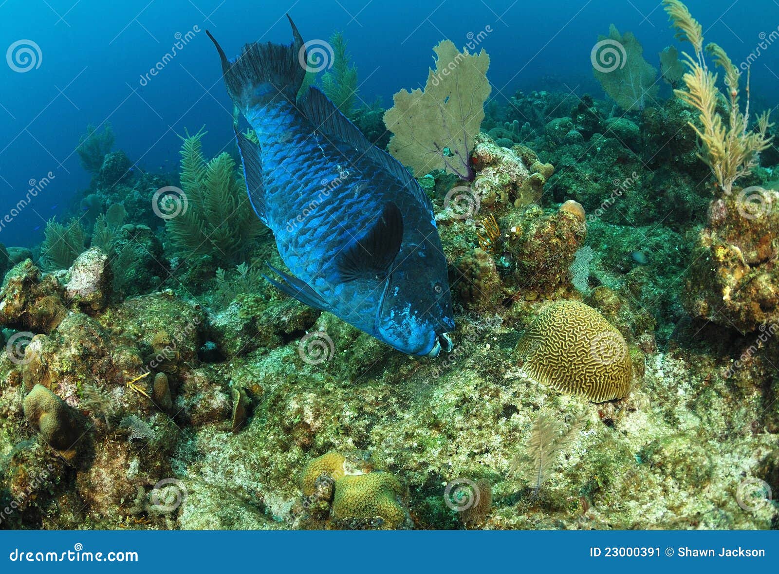 Parrot Fish. The Aquarium Blood Parrot Cichlid Or More Commonly And ...