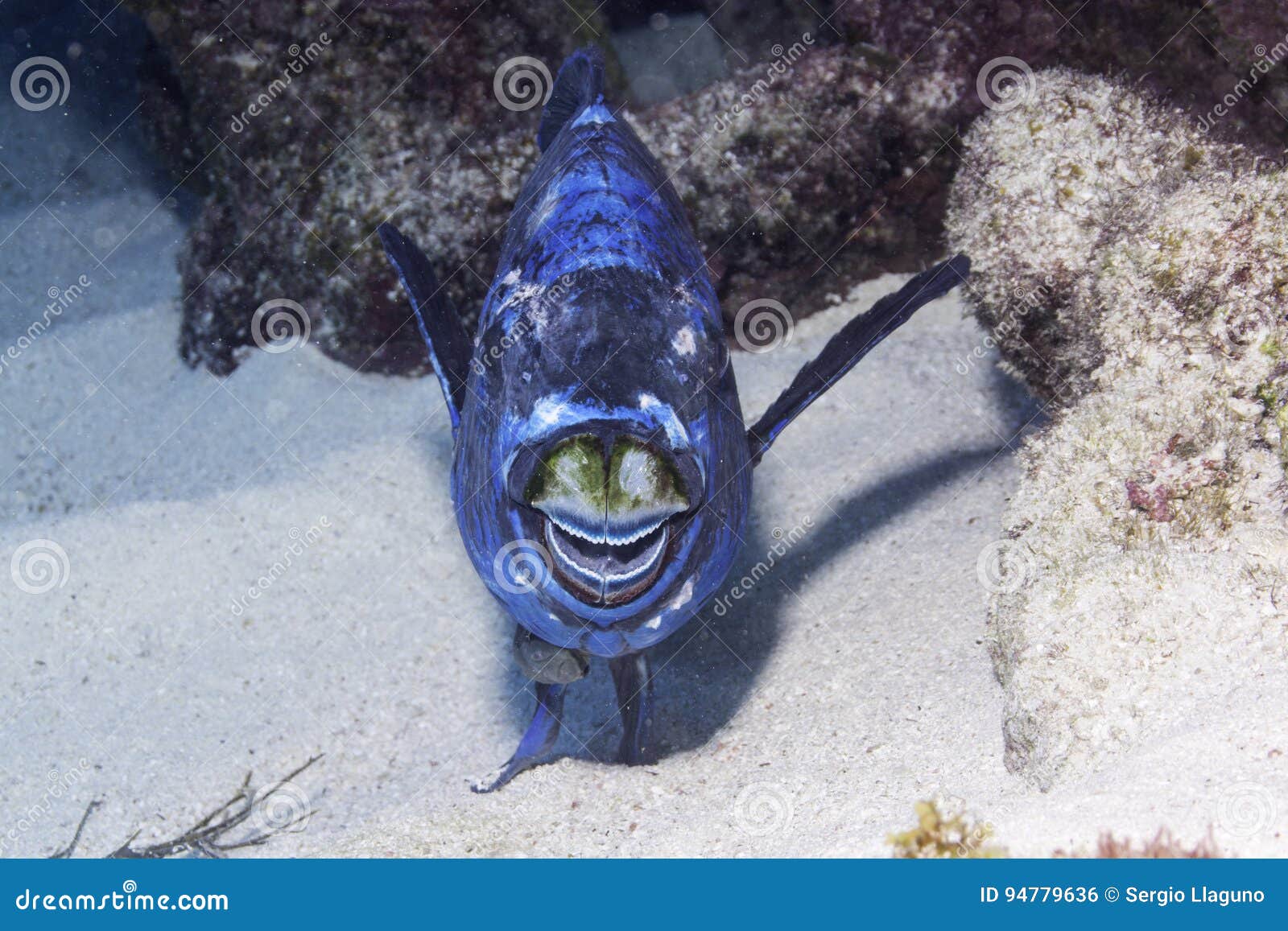 Midnight Parrotfish stock photo. Image of seascape, florida - 94779636