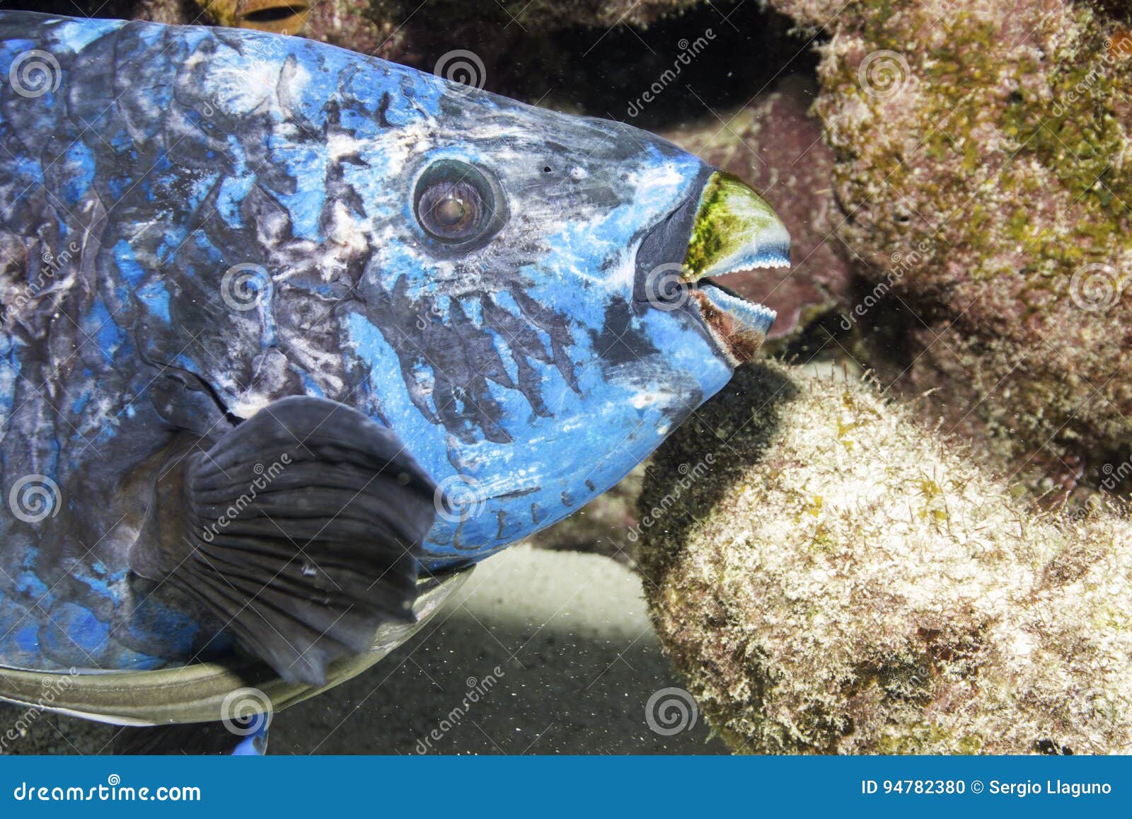 Midnight Parrotfish Stock Photography | CartoonDealer.com #94782380