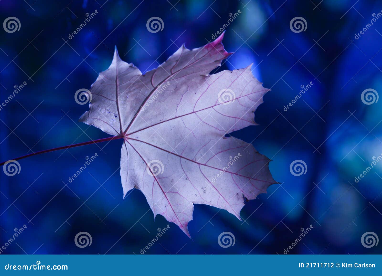MidnightÂ´s leaf stock photo. Image of blue, midnight - 21711712