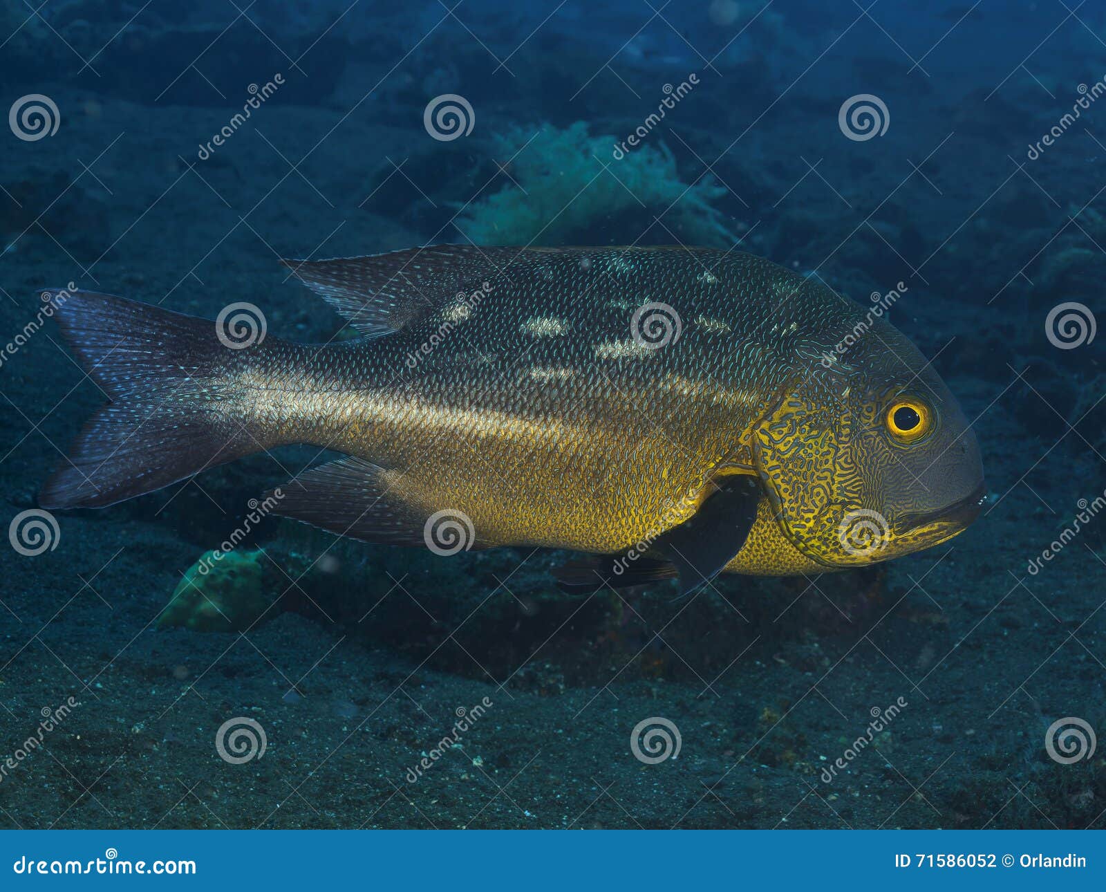 Midnight snapper stock photo. Image of life, reef, island - 71586052