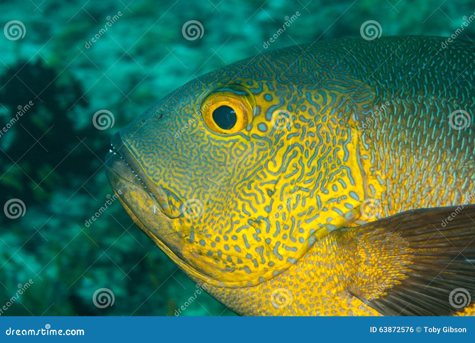 Midnight snapper stock photo. Image of snapper, underwater - 63872576