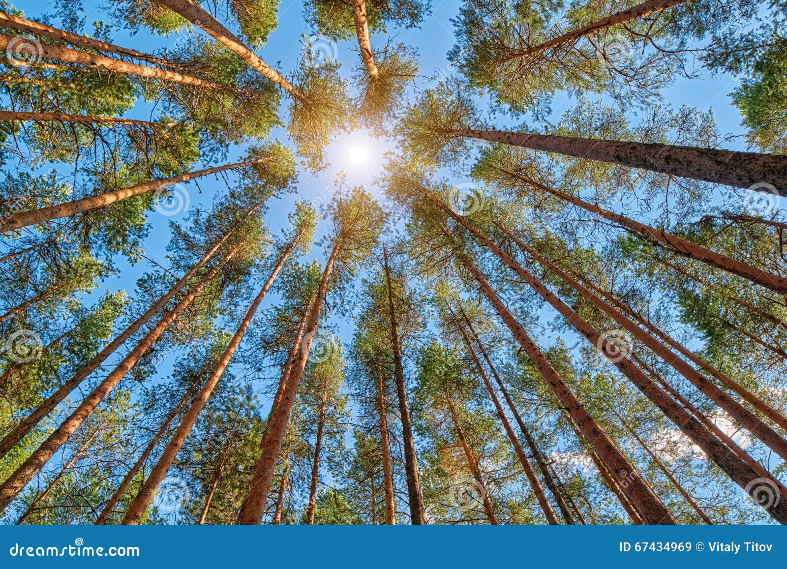 Midnight Sun in Bright Pine Forest Background Stock Image - Image of ...