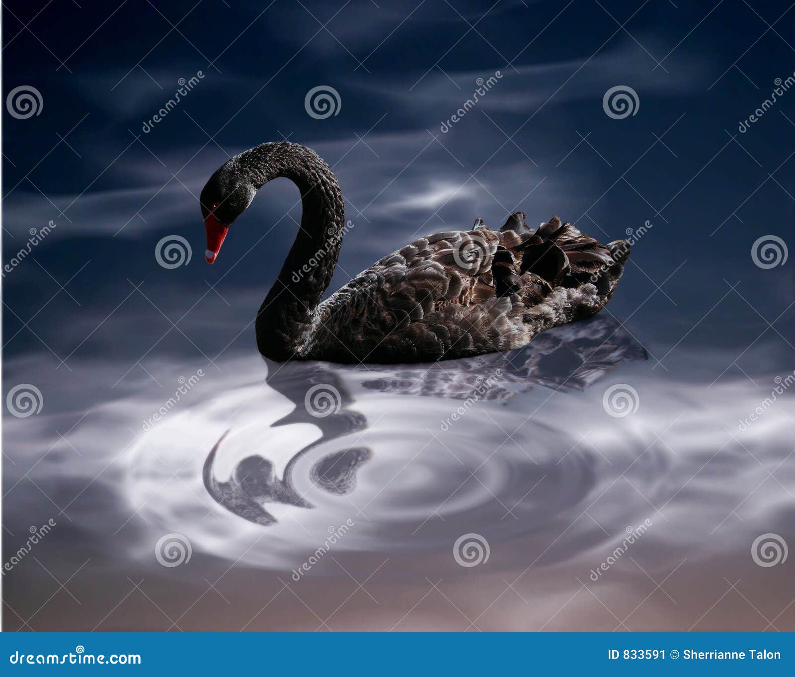 Midnight Swim stock image. Image of water, feathers, lake - 833591