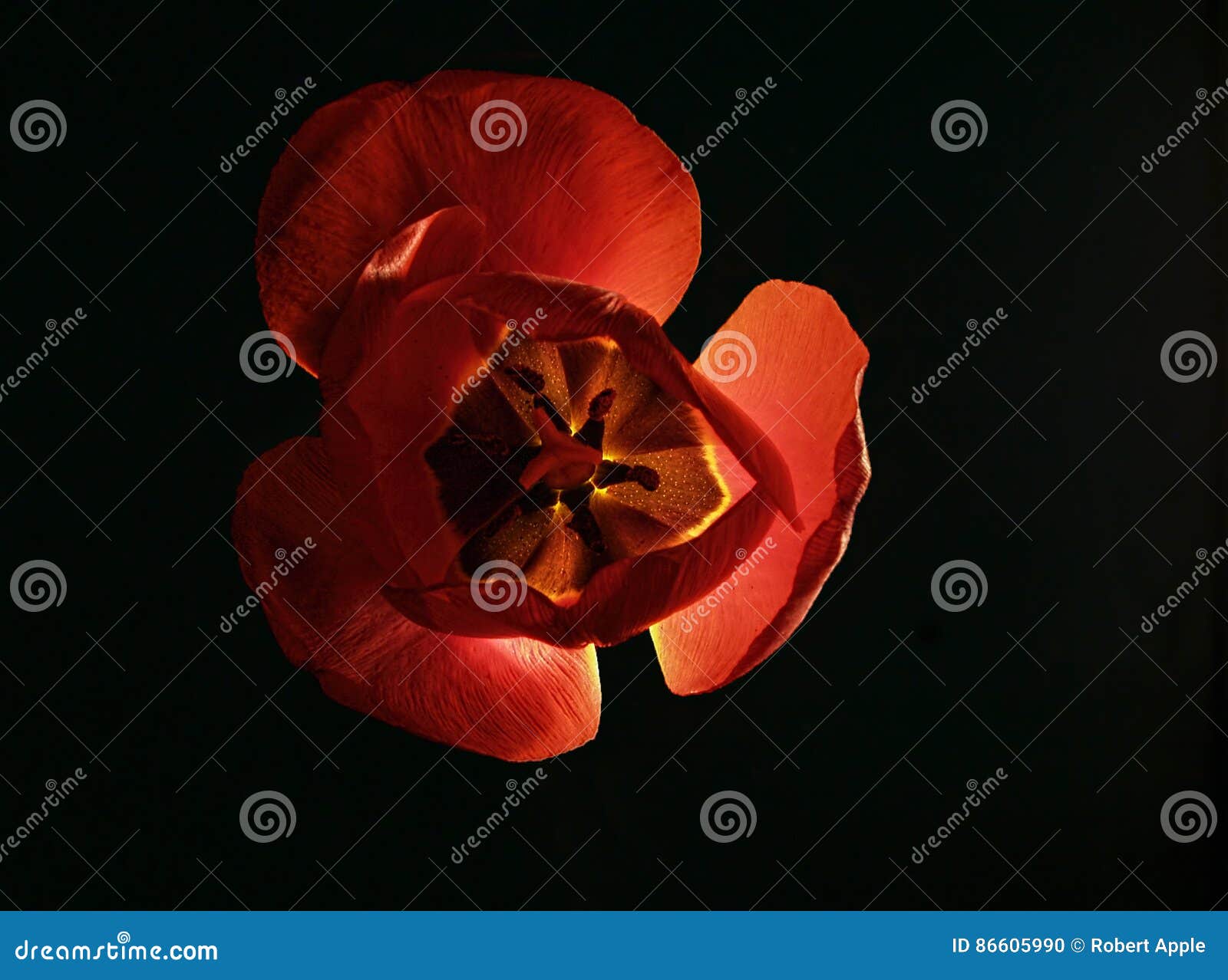 Midnight Tulip stock photo. Image of bloom, colorful - 86605990