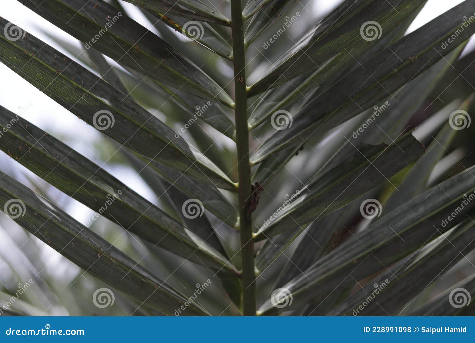 The Midrib of the Date Palm in Front of the House Stock Photo - Image ...