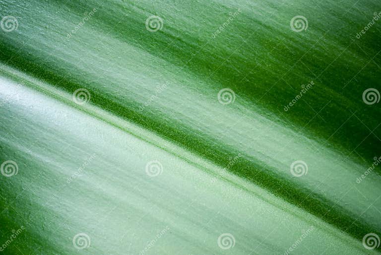 Midrib of leaf stock photo. Image of lights, striation - 14784606