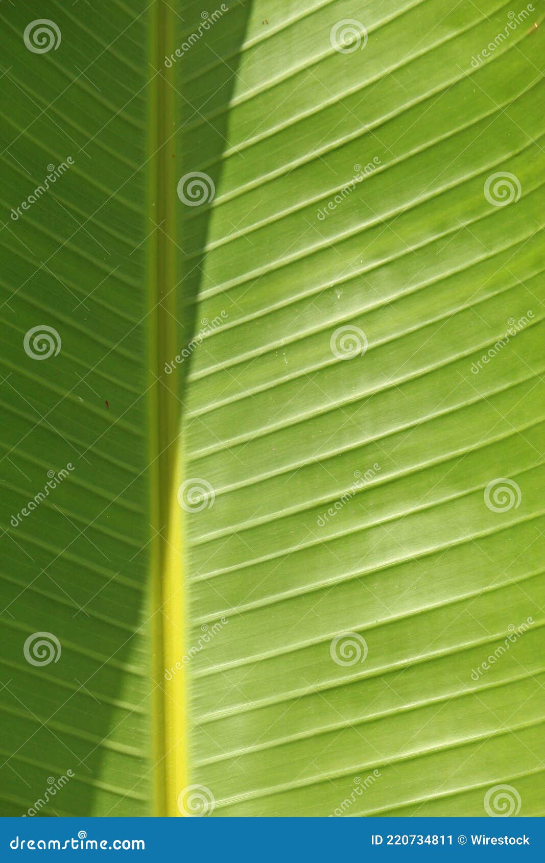 Midrib, Veins and Ridges of a Large Leaf Stock Image - Image of ...