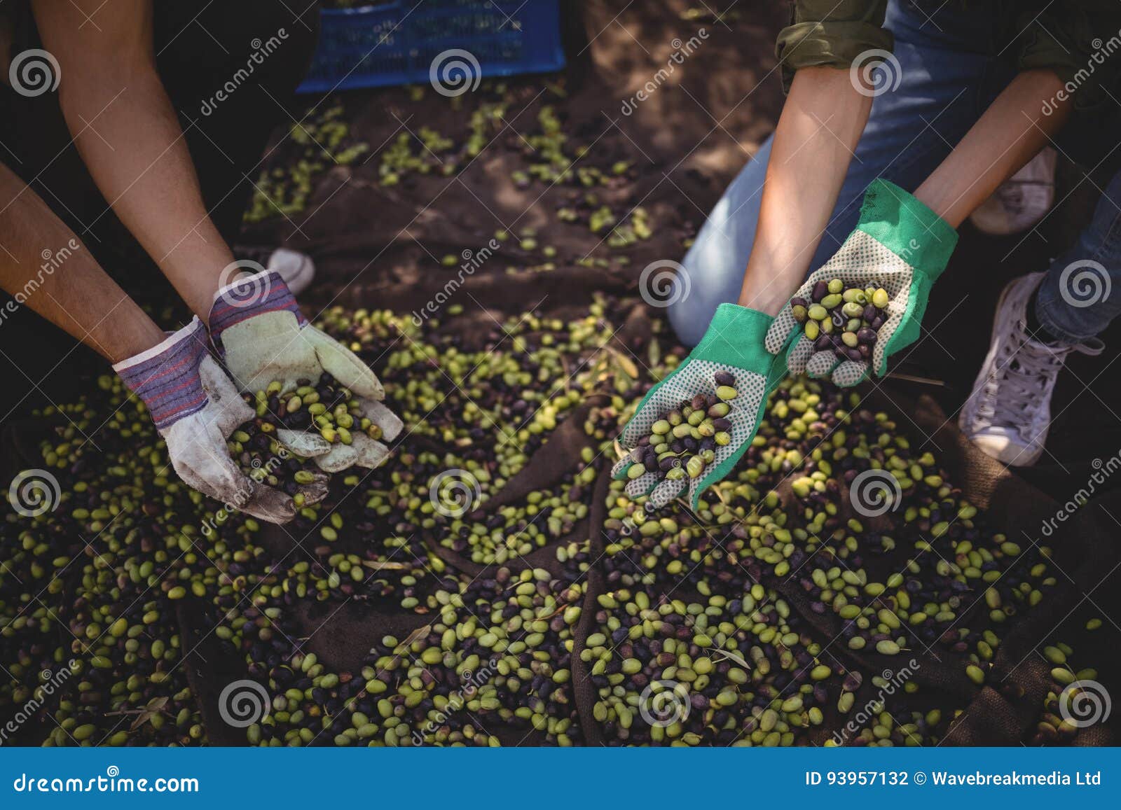 Midsection of Couple Collecting Olives Stock Photo - Image of front ...