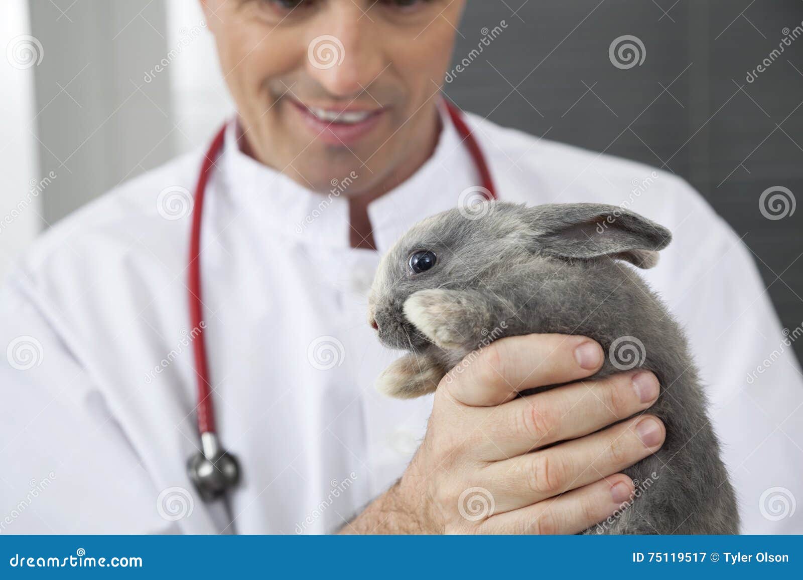 Midsection Del Veterinario Holding Cute Rabbit Imagen de archivo ...