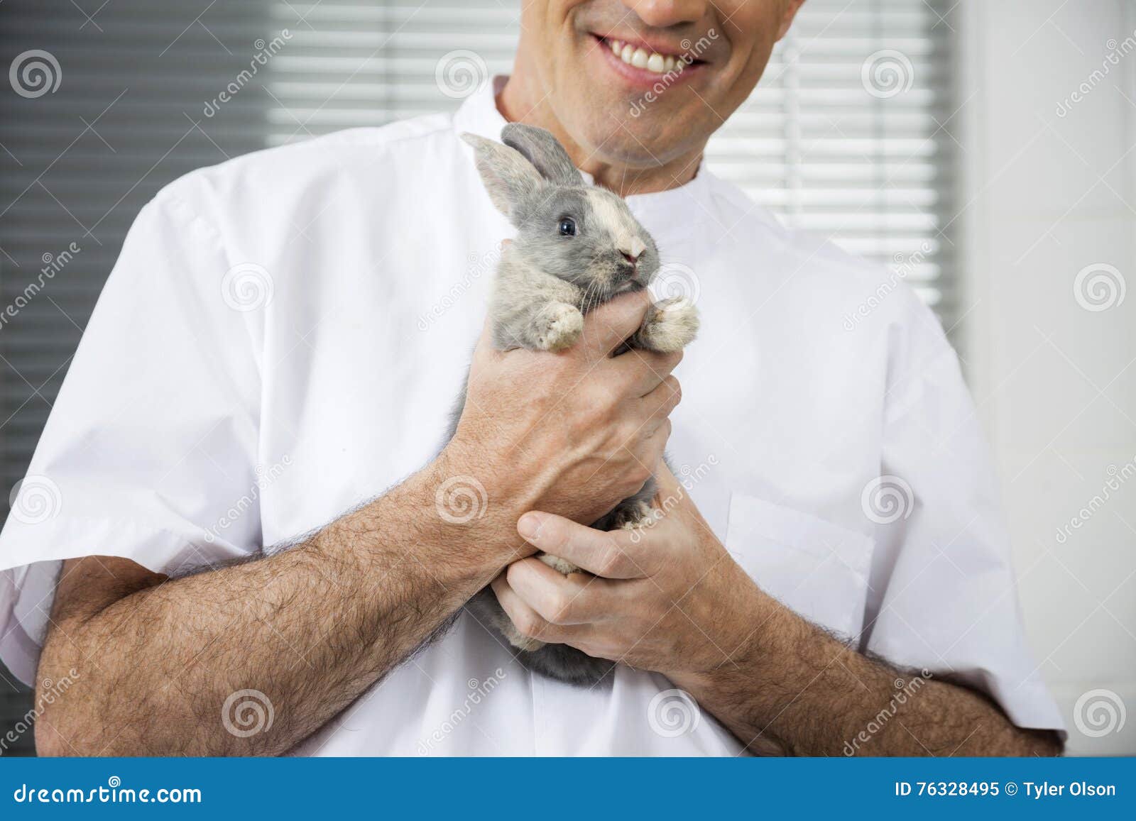 Midsection of Mature Vet Holding Rabbit Stock Image - Image of animal ...