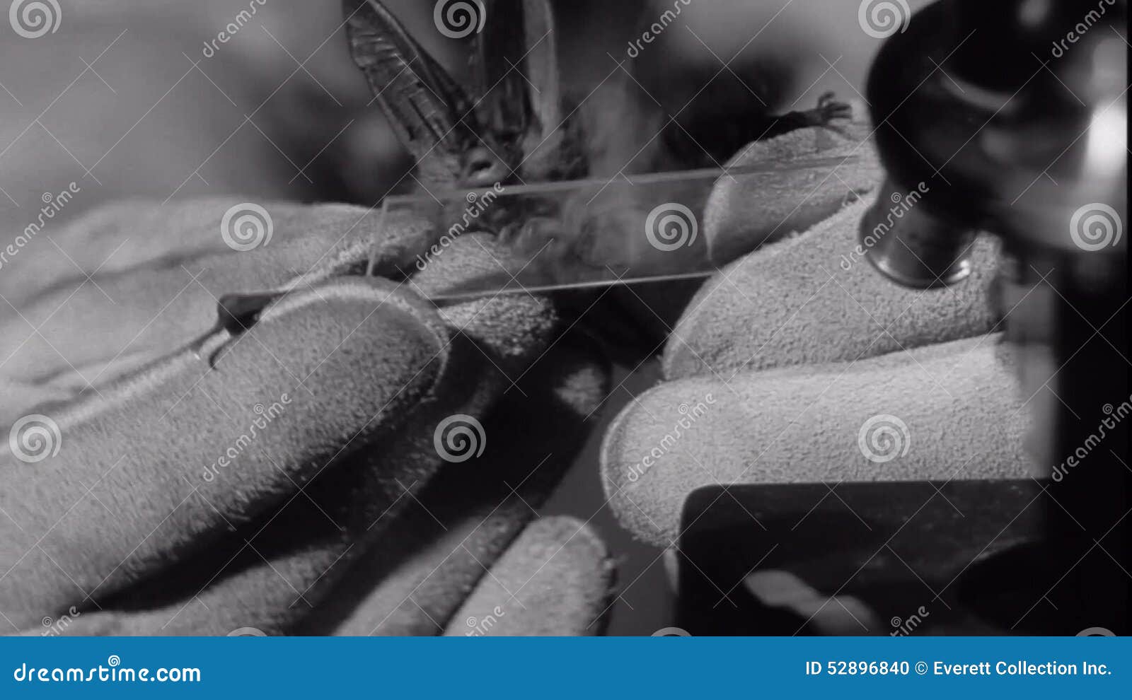 Midsection of Researcher Taking Sample of Bat Saliva and Placing Under ...