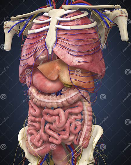 Midsection View Showing Internal Organs of Human Body. Stock ... Midsection View Showing Internal Organs of Human Body. Stock ...